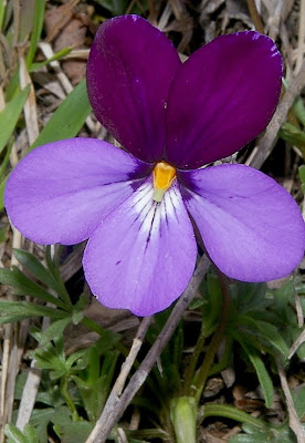 Midwest Native Plants, Gardens, and Wildlife: Flora-Quest